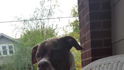 PHOTOS: Celebrate National Pet Day with the Tri-State's cutest family ...