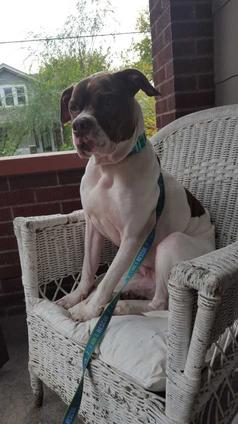 PHOTOS: Celebrate National Pet Day with the Tri-State's cutest family ...