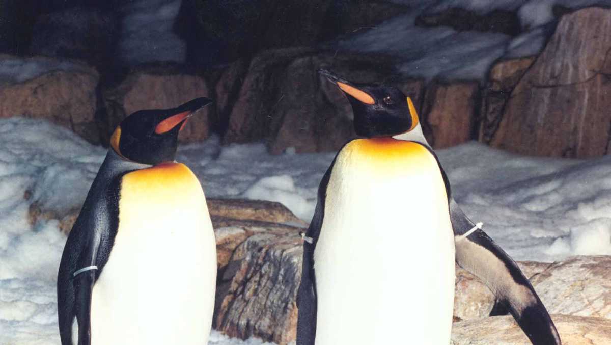 Omaha Henry Doorly Zoo celebrates Penguin Awareness Day