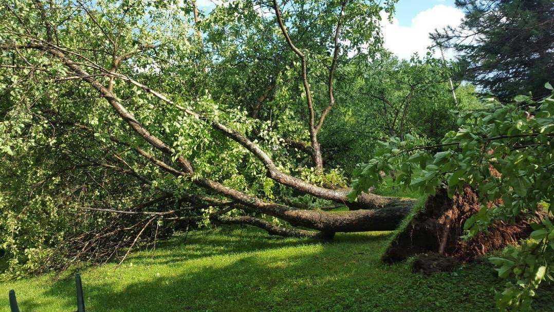 Thunderstorms topple trees in Kingfield