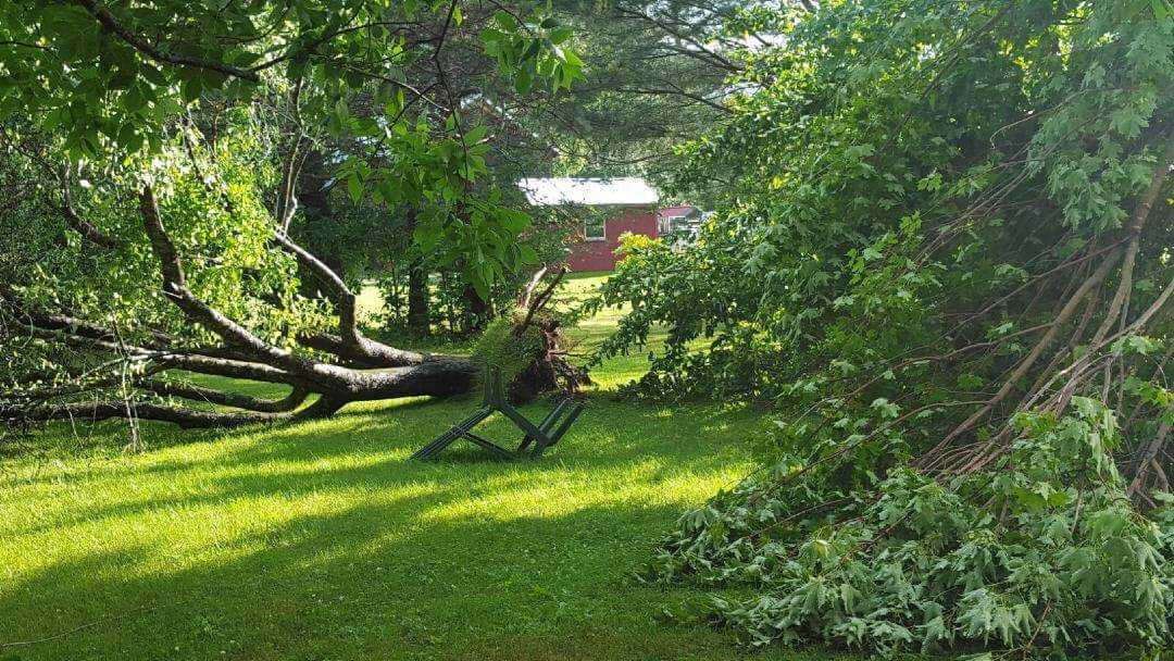 Thunderstorms topple trees in Kingfield