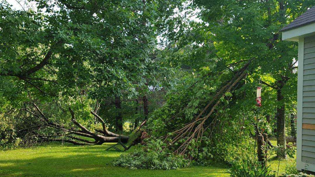 Thunderstorms topple trees in Kingfield