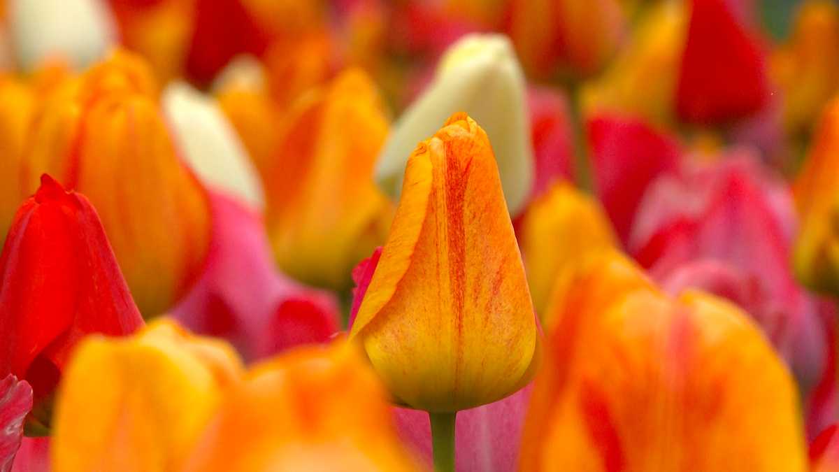 PHOTOS: Cortney Kintzer's Spring Morning