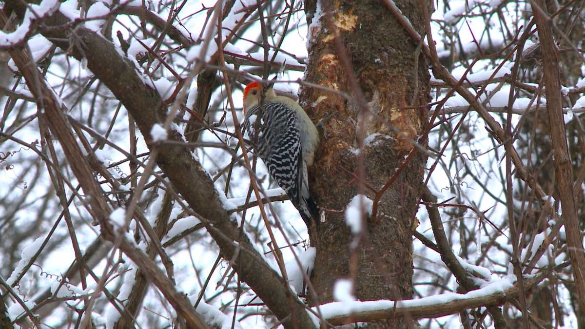 PHOTOS: Cortney Kintzer shares 'A Winter Morning'