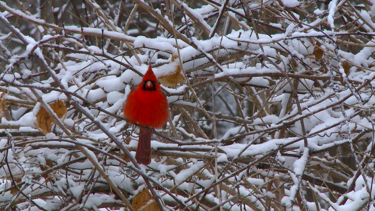 PHOTOS: Cortney Kintzer shares 'A Winter Morning'