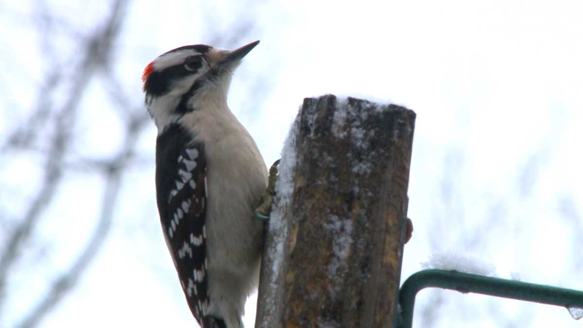 PHOTOS: Cortney Kintzer shares 'A Winter Morning'