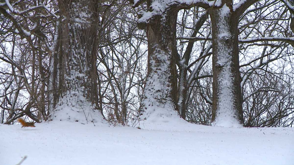 PHOTOS: Cortney Kintzer shares 'A Winter Morning'