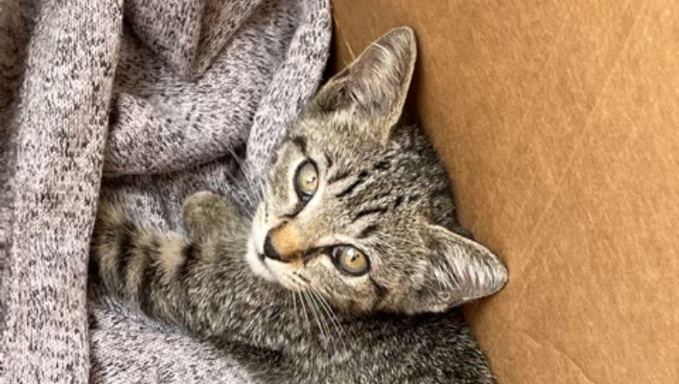 Woman saves kitten's life with an Uber ride