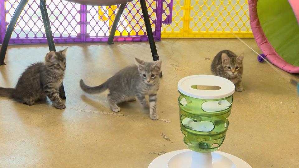 Kitten kindergarten creates long-lasting bonds