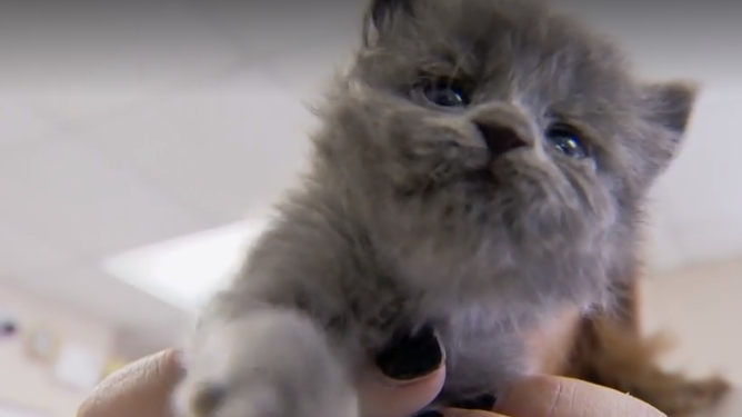 Woman rescues 4 kittens abandoned on side of the road