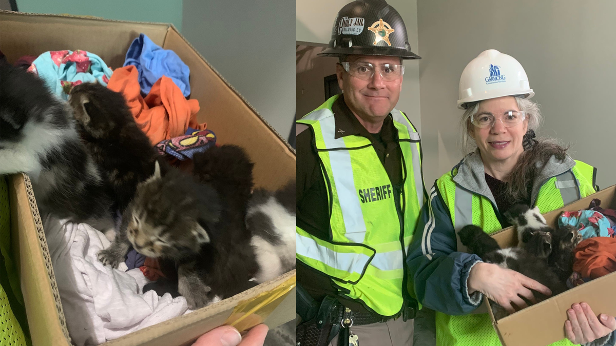 Kittens rescued from new jail facility in Indiana