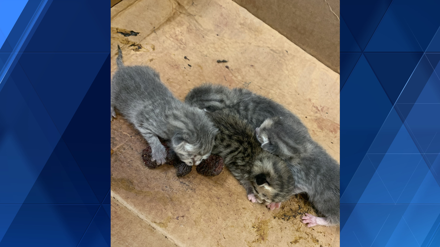 Pittsburgh paramedics save 6 kittens moments after they were born