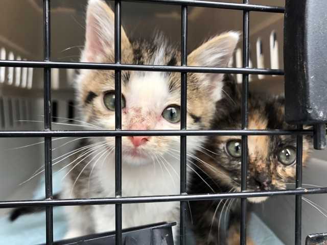60 kittens rescued from Tennessee looking for new homes in Massachusetts