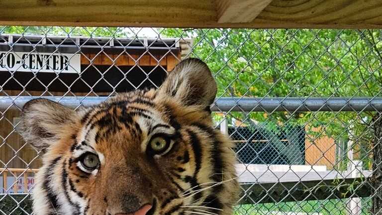 York's Wild Kingdom has a new tiger -- Now she needs a name