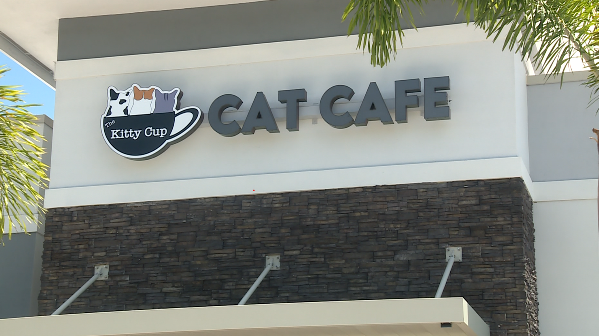 First 'cat cafe' opens in Florida city, helps adoptable cats