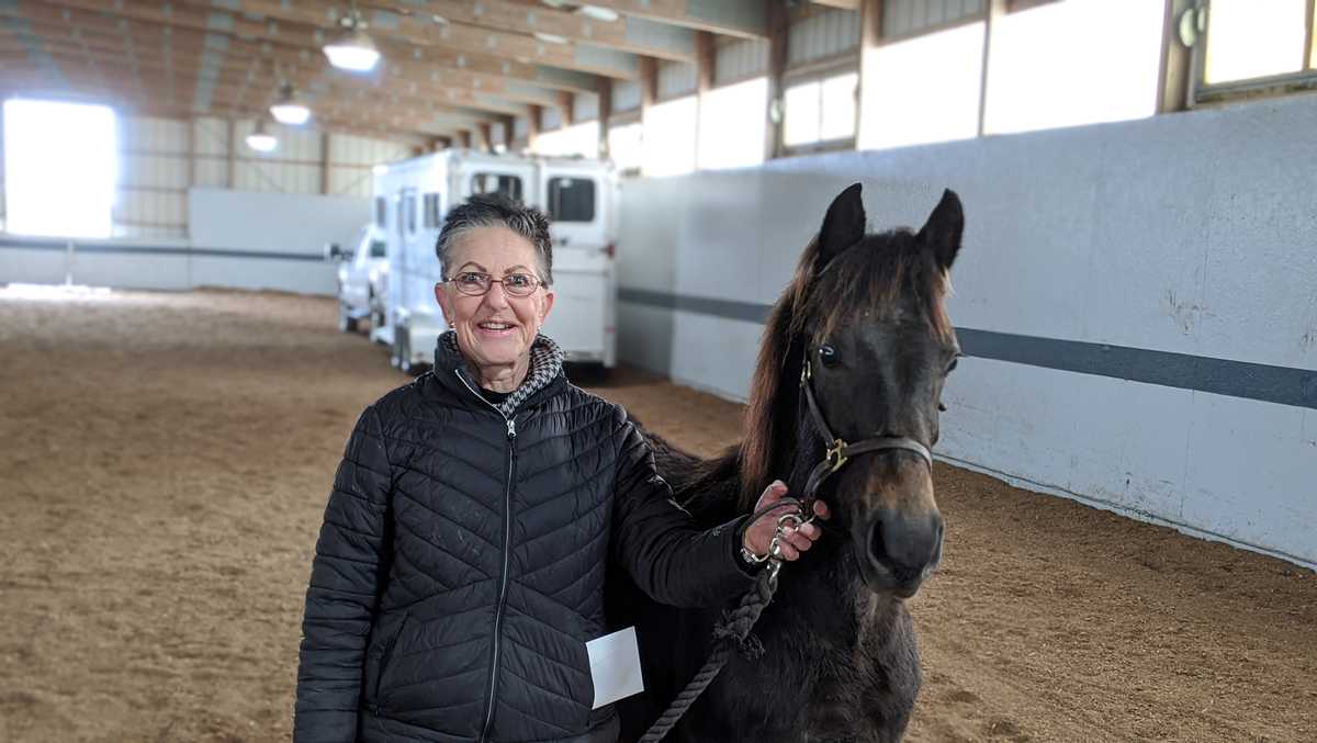 Surviving colt from eastern Kentucky horse massacre gets adopted