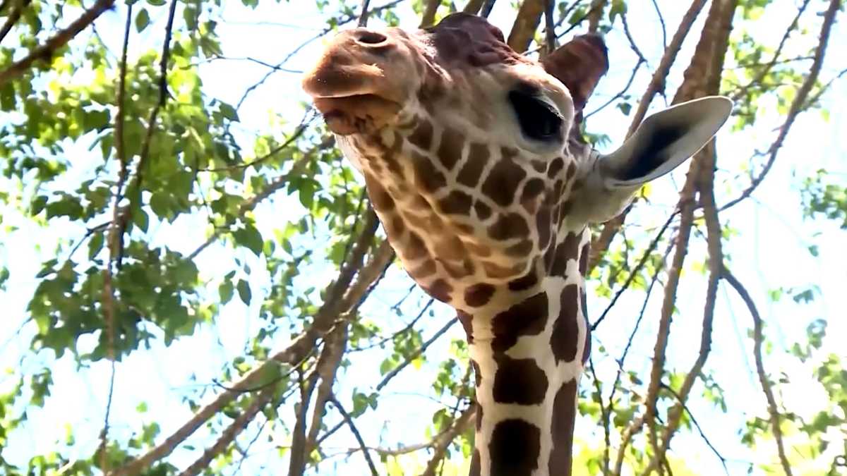 Knox the giraffe likely died from bladder stones, Jackson Zoo officials say