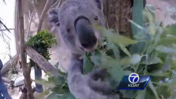 Koala attempting to eat KOAT camera still somehow adorable