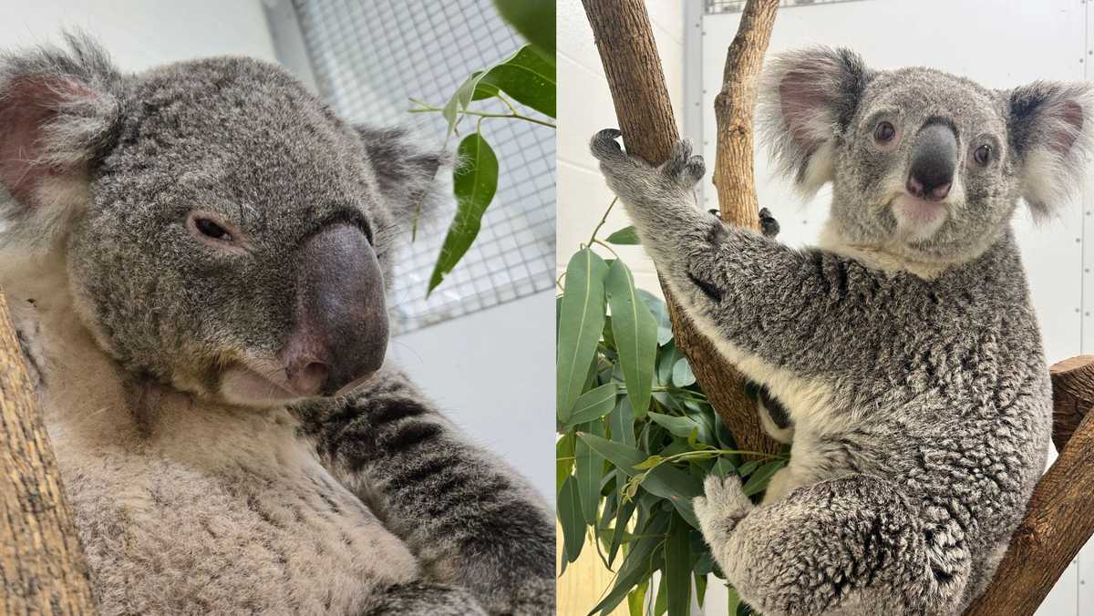 2 new koalas arrive at Louisville Zoo via special delivery