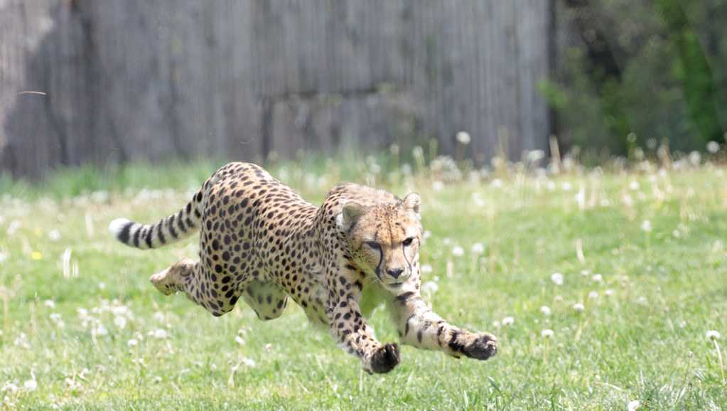 Cincinnati Zoo's cheetah Kris makes first public debut in cheetah encounter