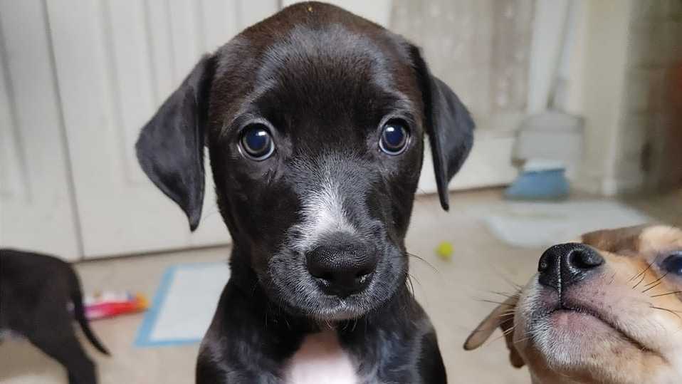 Baltimore dog rescue﻿ group seeks support to keep mission alive