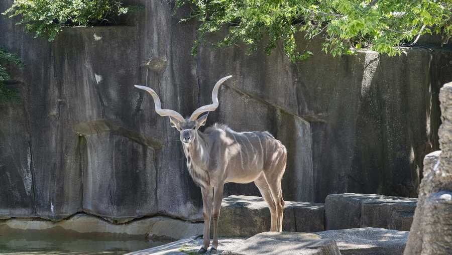 Take dad to the zoo on Father's Day -- for free