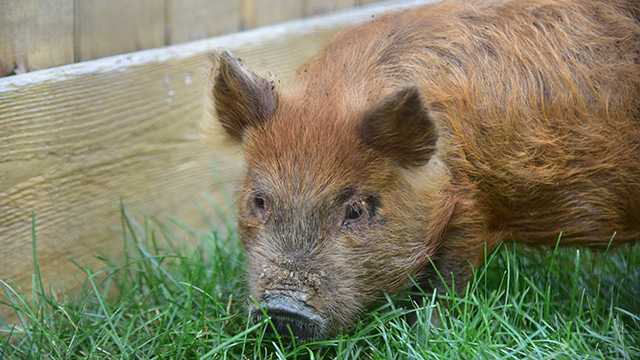 So cute! Maryland Zoo welcomes KuneKune pigs