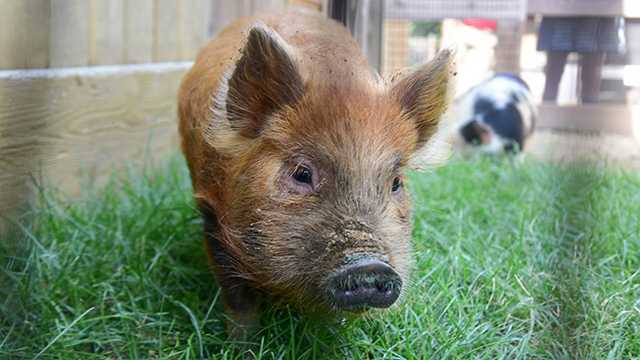 So cute! Maryland Zoo welcomes KuneKune pigs