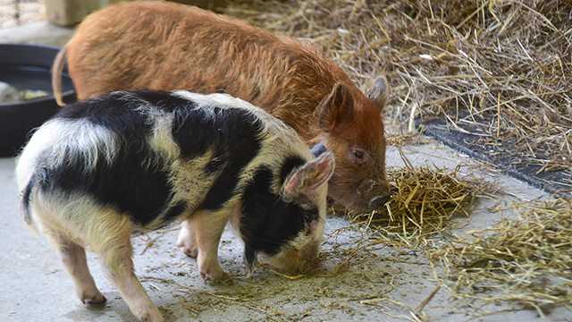 So cute! Maryland Zoo welcomes KuneKune pigs