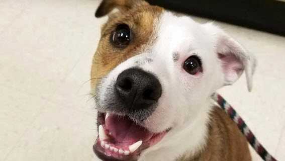 Kentucky Humane Society has record year with nearly 7,000 adoptions