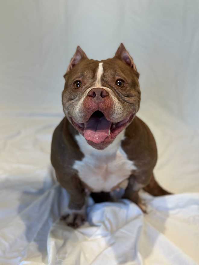 Adoptable pets at Halifax Humane Society