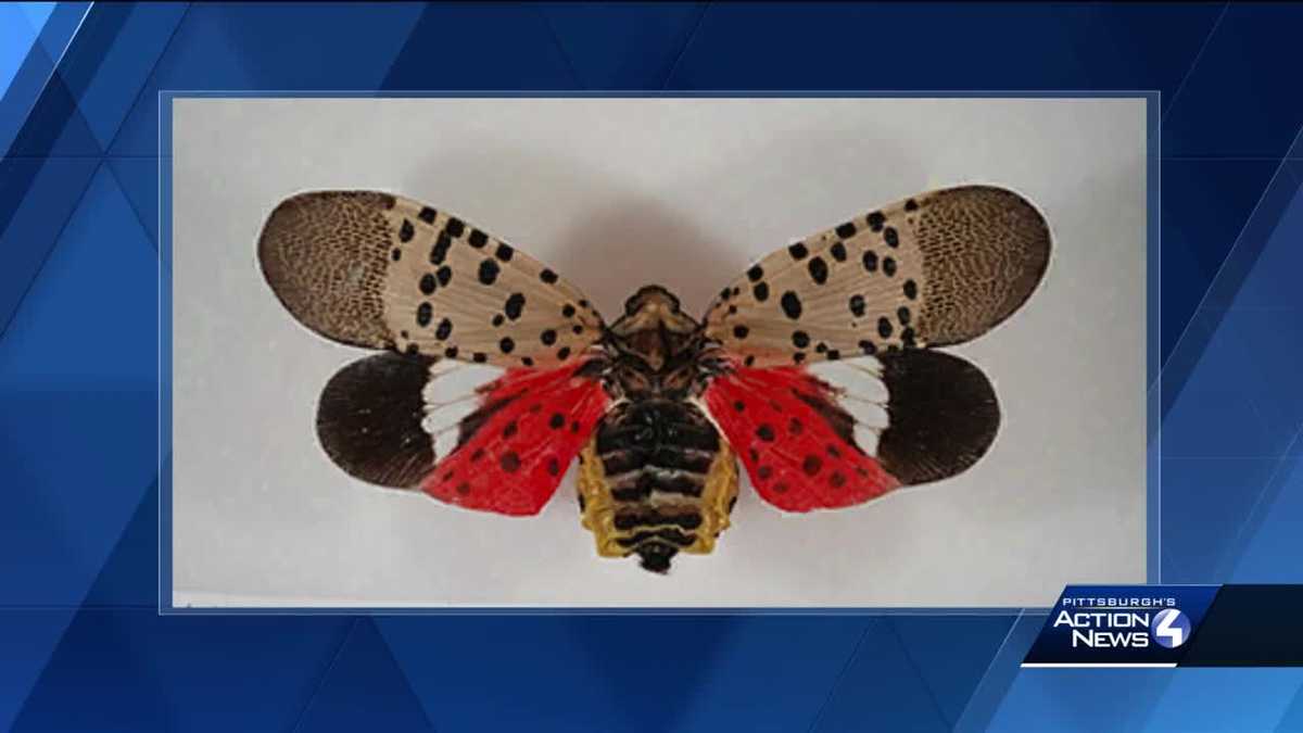 Officials work to stop spread of spotted lanternfly in Pennsylvania