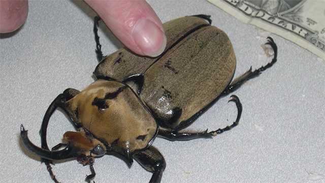 See how agents protect US from invasive pests