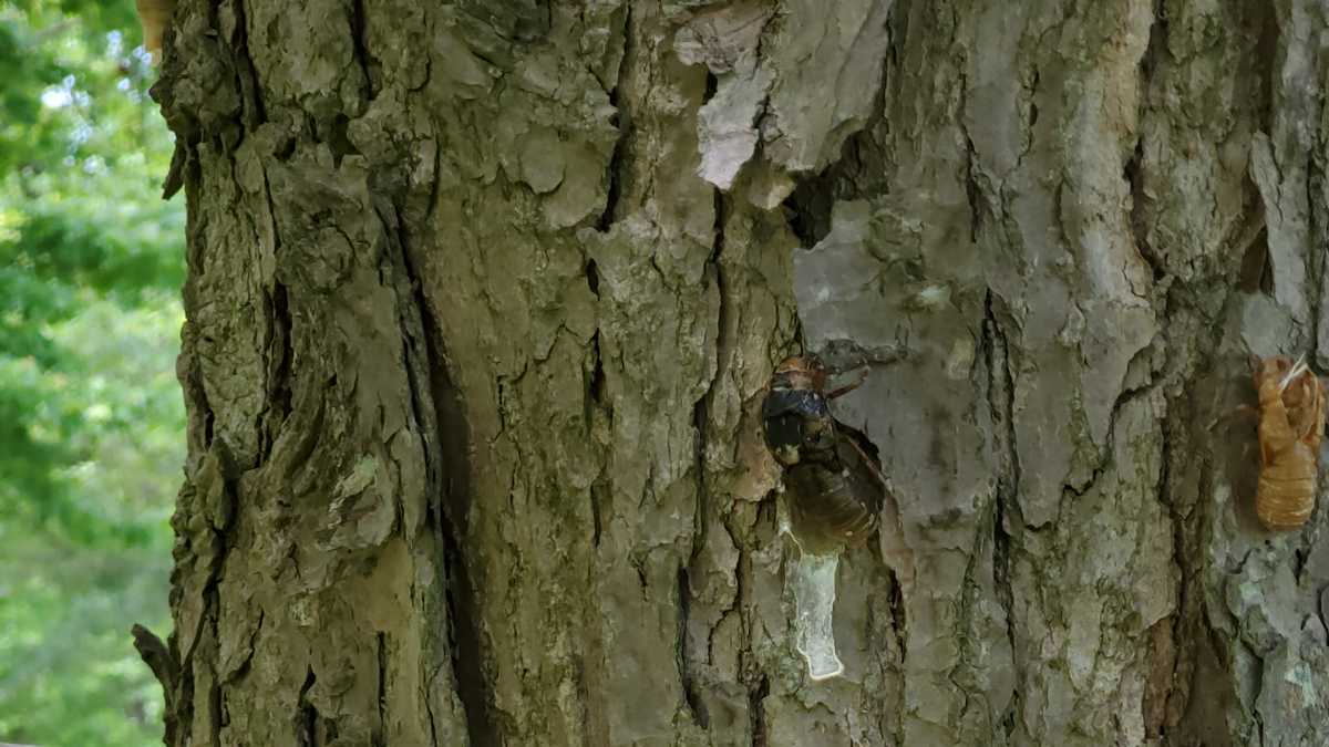 Photos: See the Brood X Cicadas emerging in Maryland