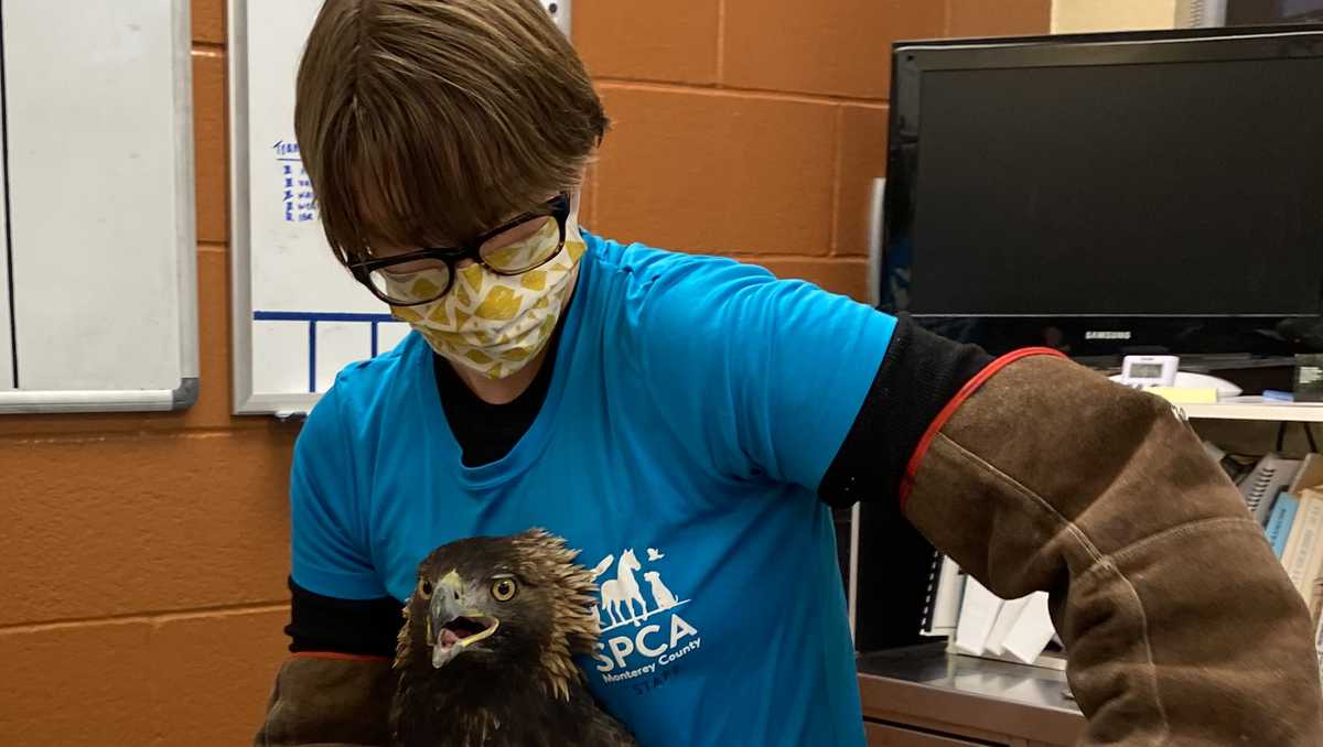 SPCA Monterey County sends help to rescue wildlife from oil spill in ...