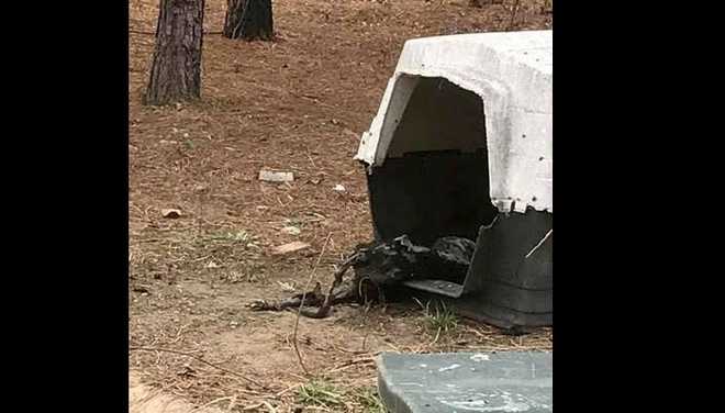 WARNING: Disturbing images of dead dogs