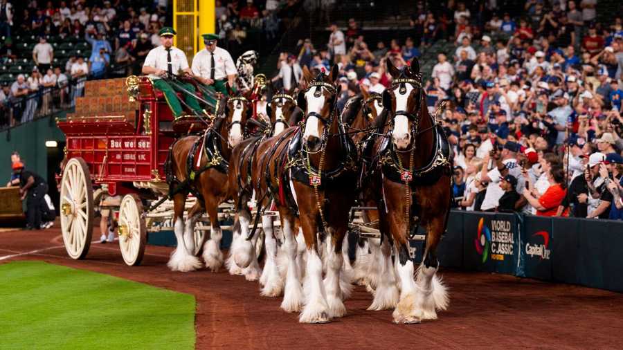 Budweiser Clydesdales making several Kentucky stops this May