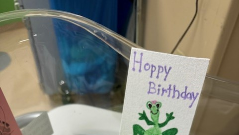 Louisville hospitals welcome Leap Day babies