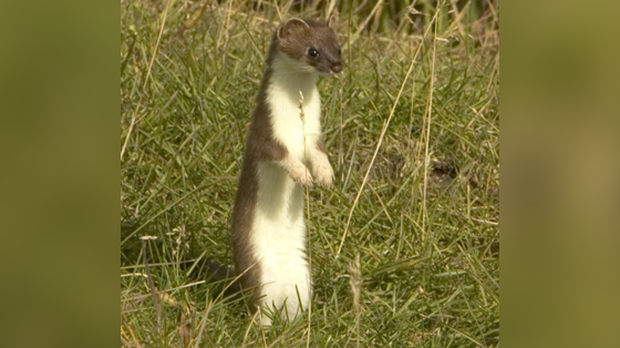 Indiana is home to the smallest carnivore in the world