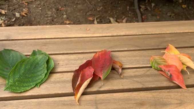 Weather Wednesday: Exploring fall foliage