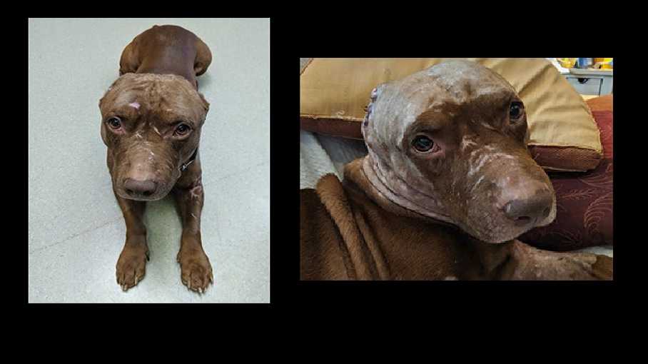 Greenville dog horribly maimed, ears torn off, gets second chance at life