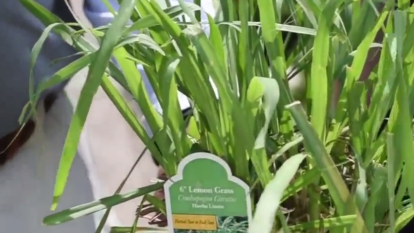 Plants Vs Pests Citronella And Lemongrass