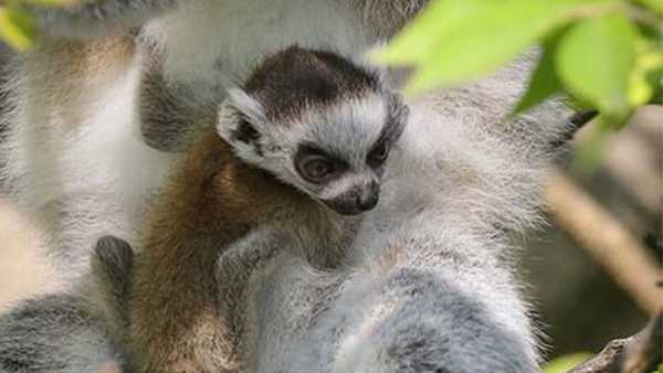 Arrival of endangered lemur pups doubles group at Cincinnati Zoo