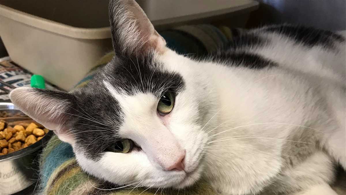 These adorable pets need new homes!