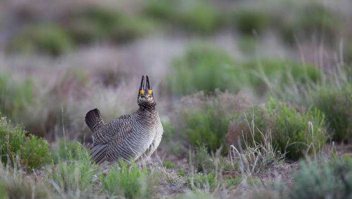 Lesser prairie-chickens get government protections