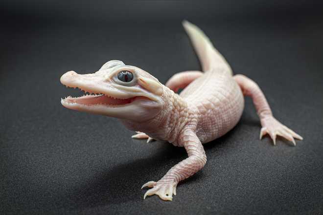 Leucistic alligator born at Gatorland is one of 8 in the world