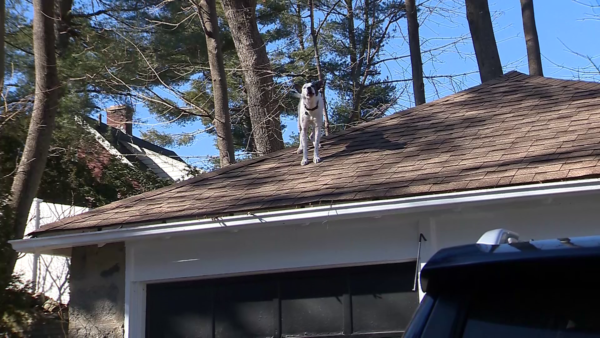 Levi the rooftop dog capturing attention, hearts of Milton neighborhood