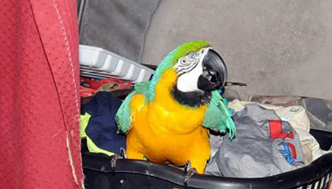 Armed men stole $1,500 pet parrot named Lewis, Upstate deputies say