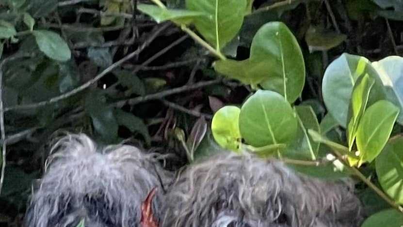 10 dogs dumped in Stuart, found malnourished and lethargic