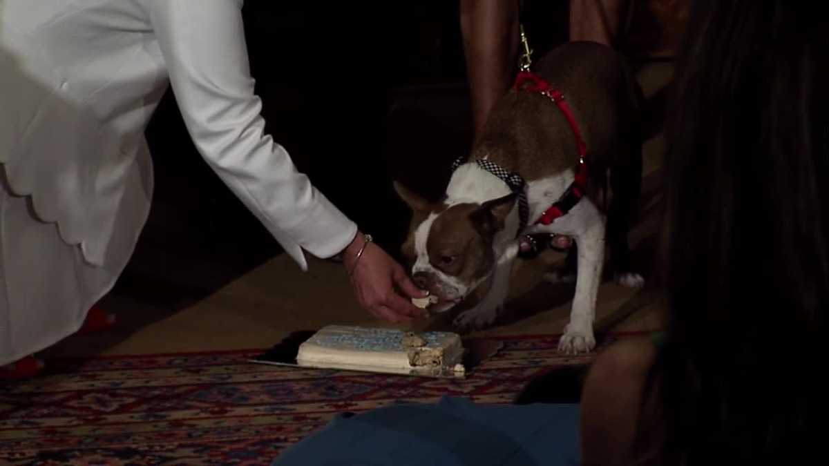 Libre the dog, Gov. Tom Wolf celebrate 1-year anniversary of 'Libre's ...